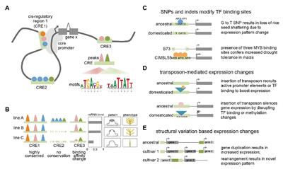 Frontiers | Mapping Regulatory Determinants in Plants